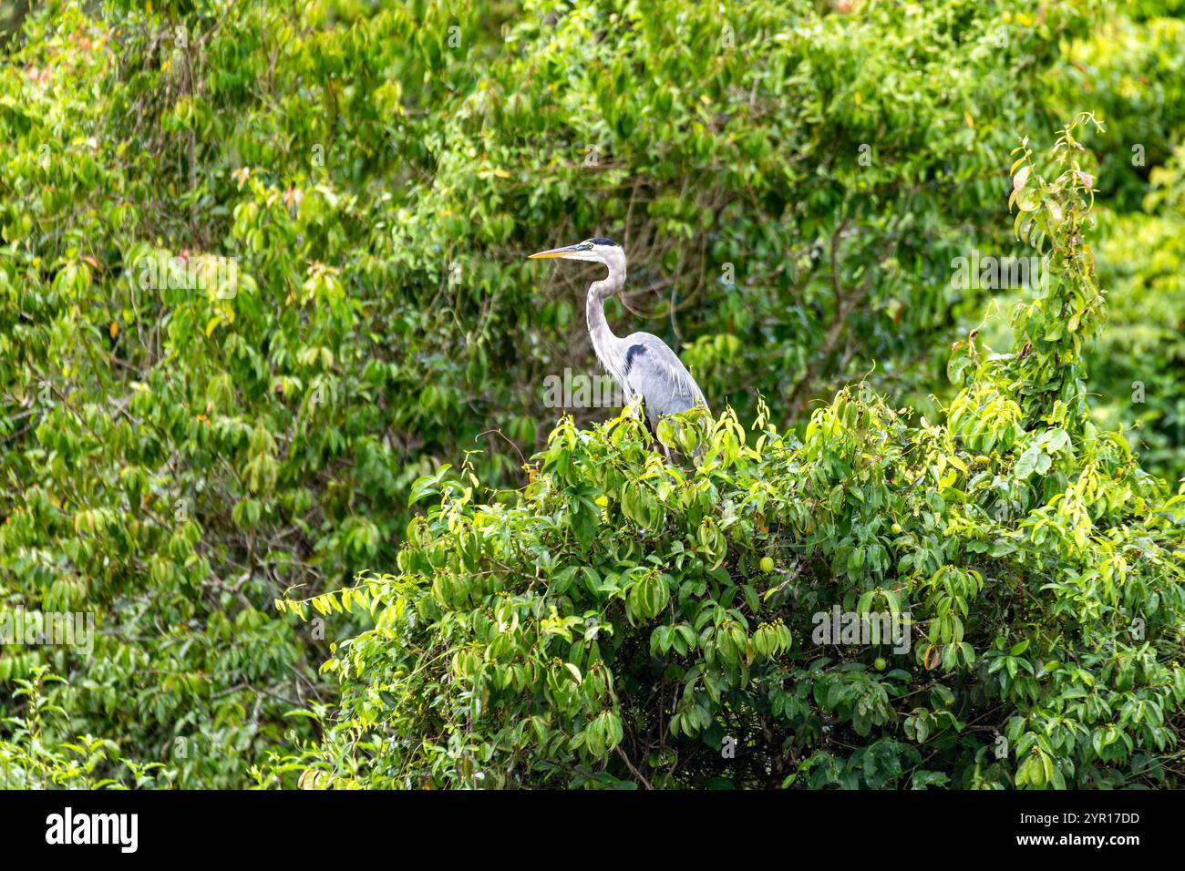 Bird great blue heron (Ardea herodias) wading in water. Refugio de Vida ...