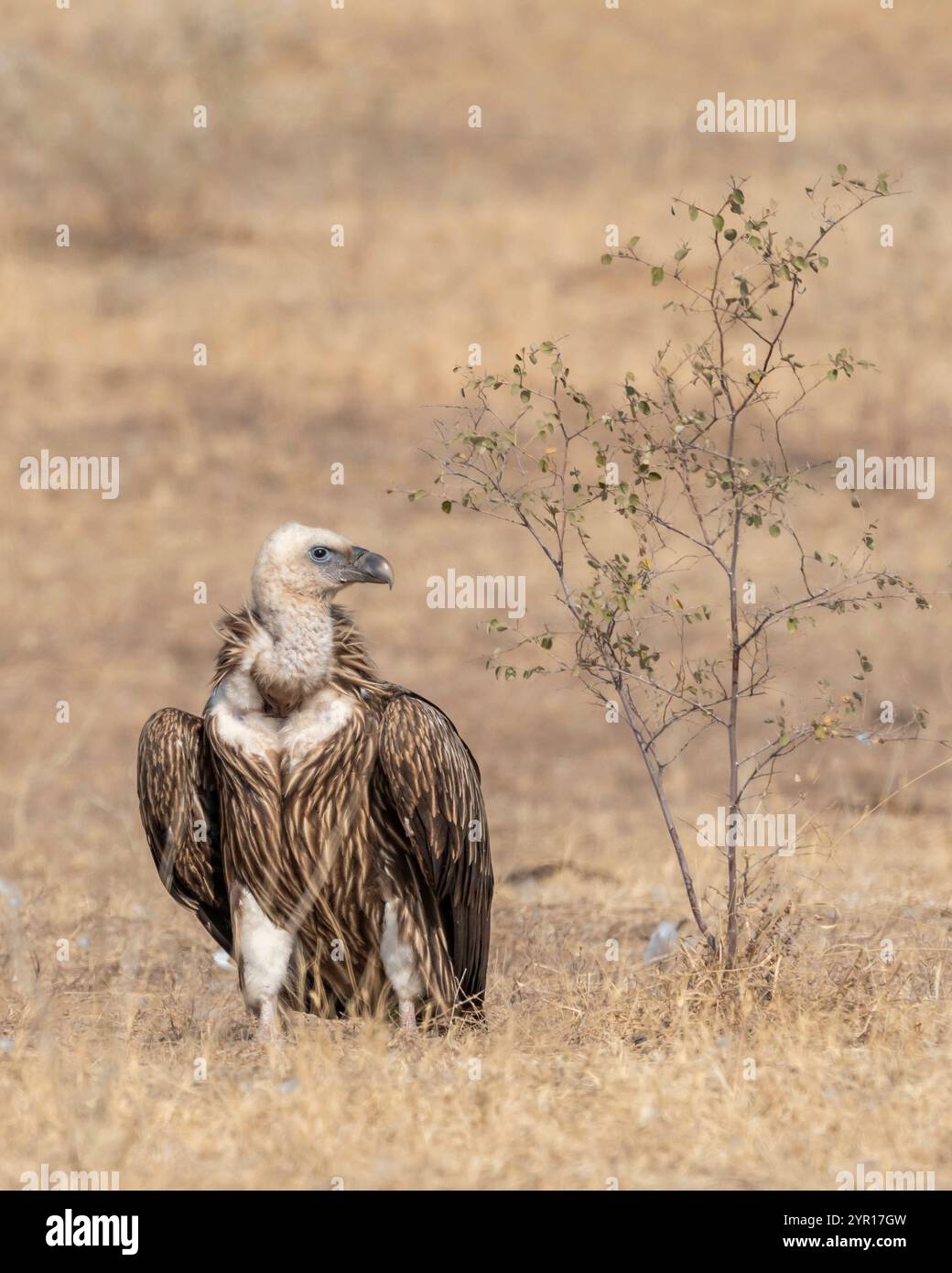 Himalayan vulture or Gyps himalayensis or Himalayan griffon vulture ...