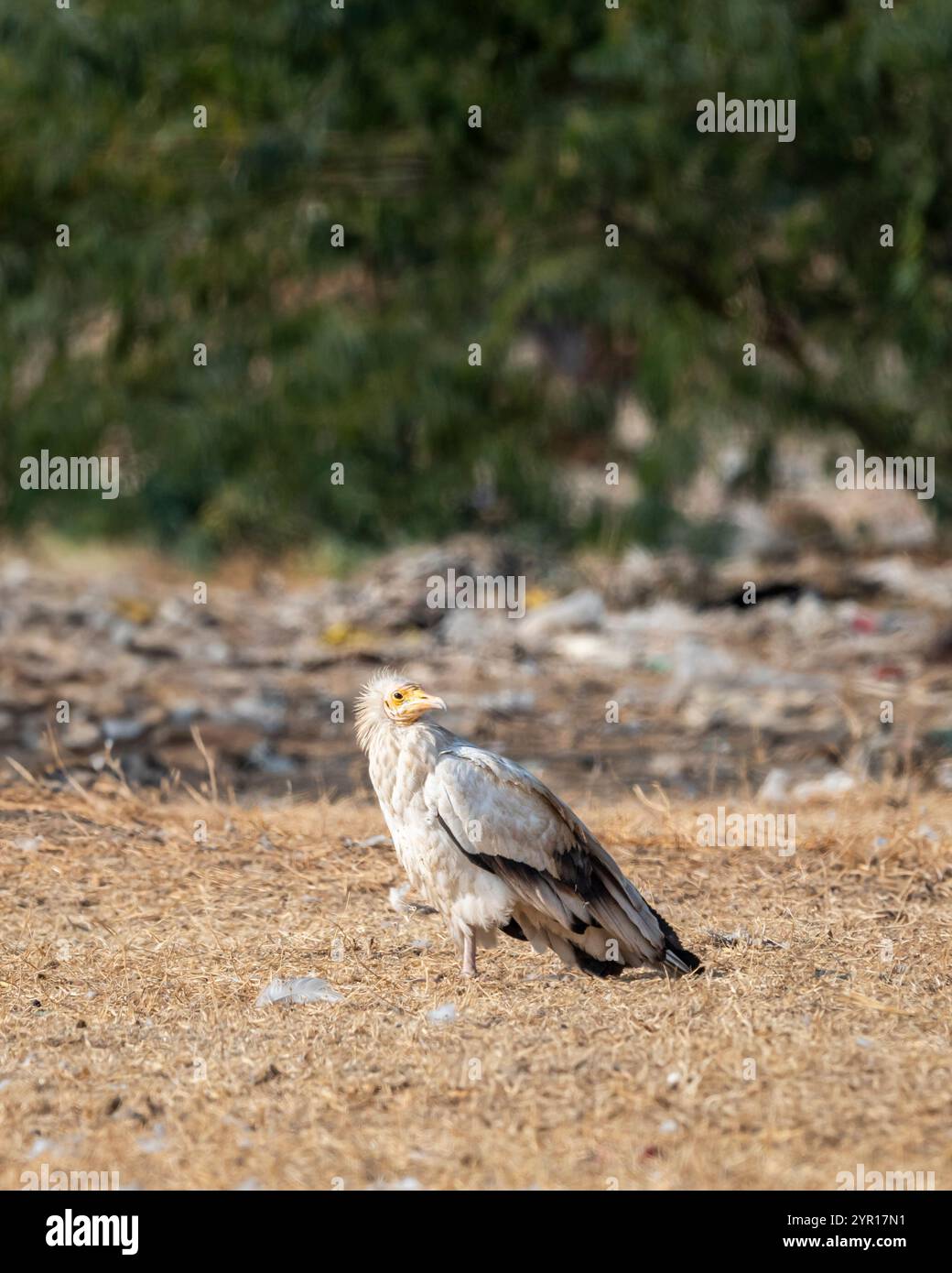 Egyptian vulture or Neophron percnopterus bird in natural green ...