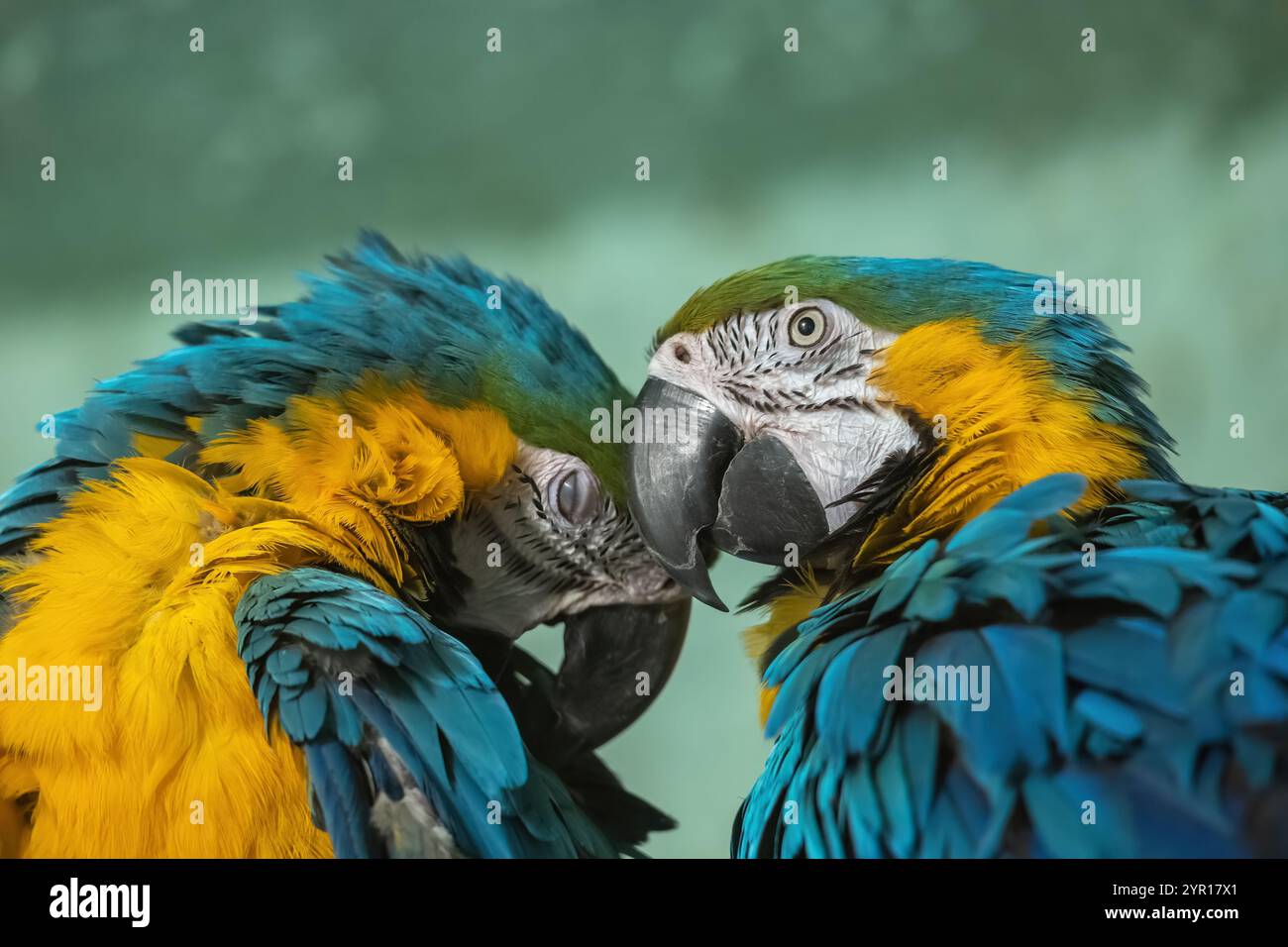 Blue-and-yellow macaw (Ara ararauna) couple with heads close, Neotropical parrots, bird in the ...