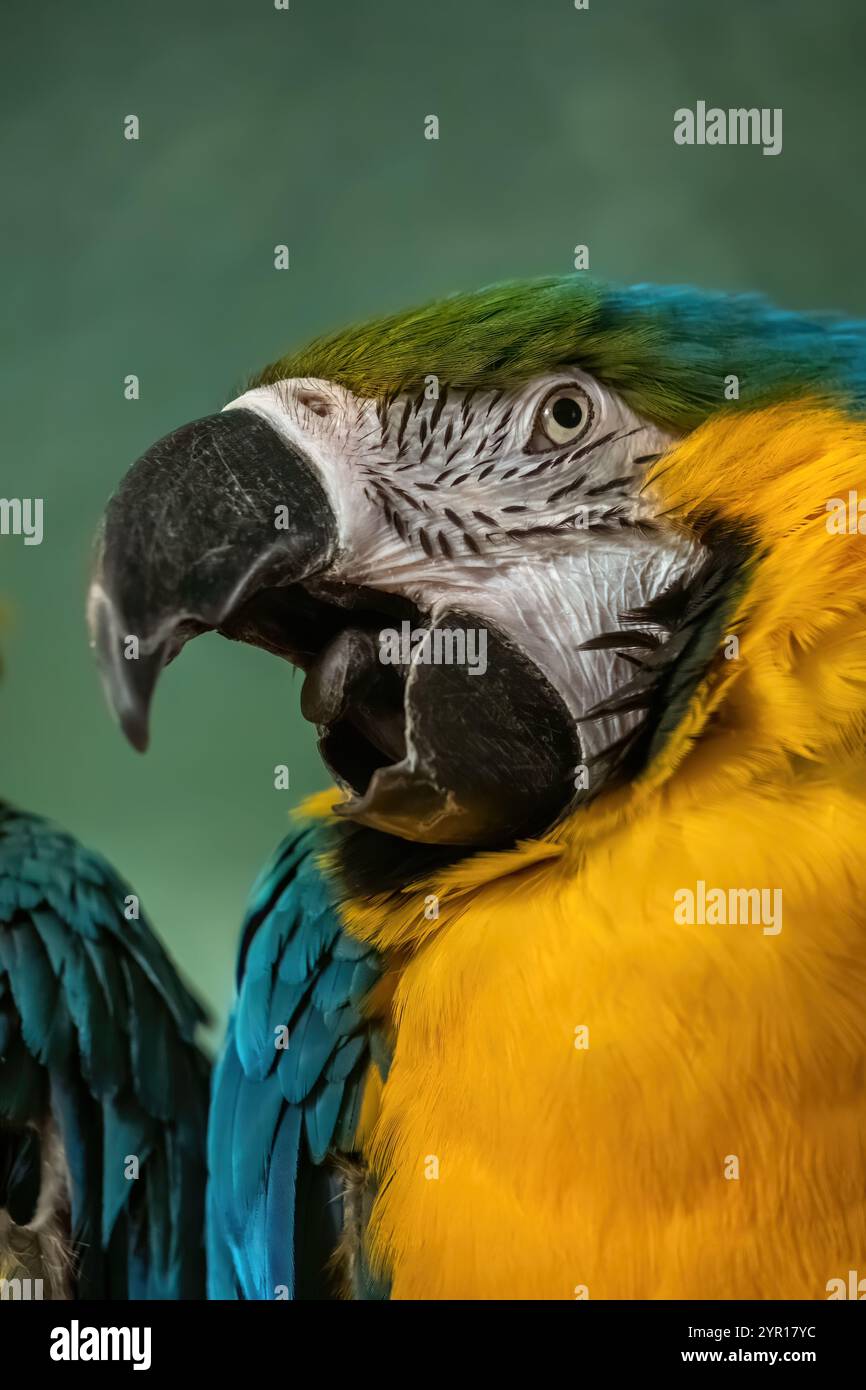 Región neotropical hi-res stock photography and images - Alamy
