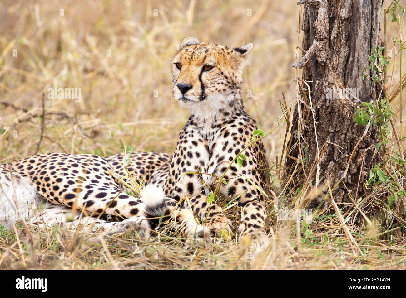 Cheetah resting under tree hi-res stock photography and images - Alamy