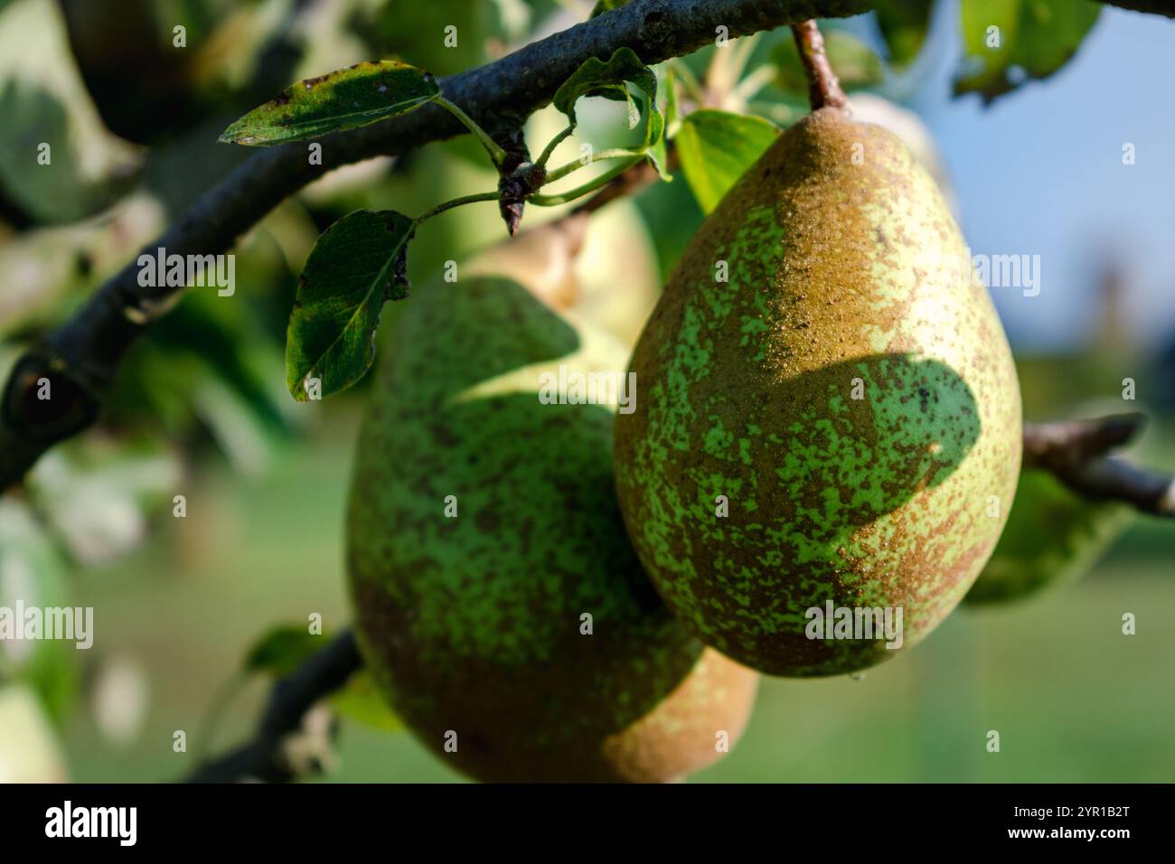 Pear on a young tree in a garden, different varieties, william pear ...