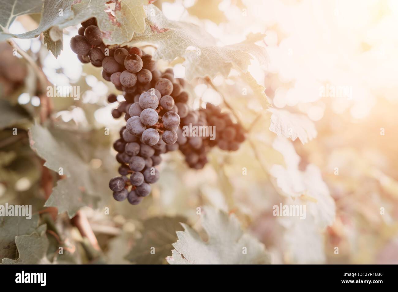 Dark purple grapes hanging hi-res stock photography and images - Alamy