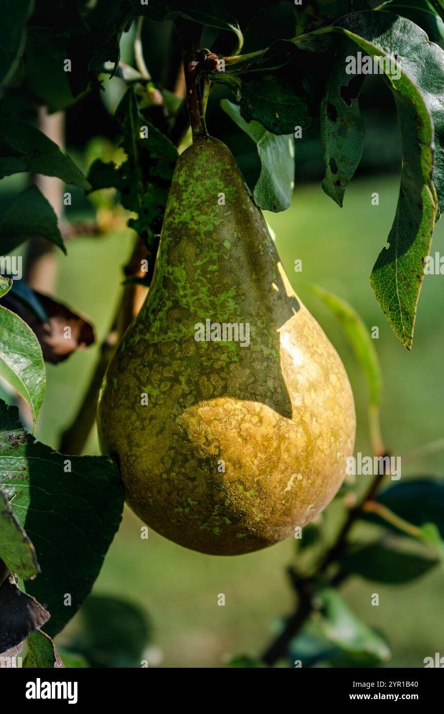 Pear on a young tree in a garden, different varieties, william pear ...