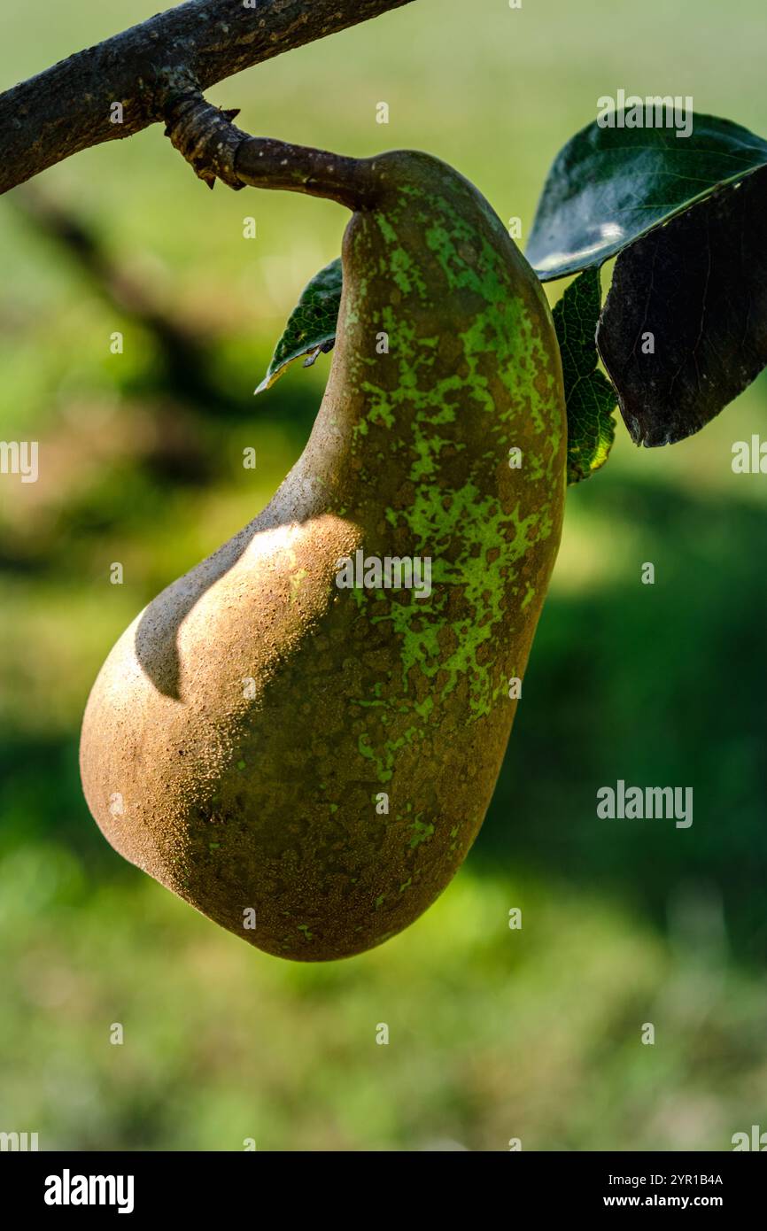 Pear on a young tree in a garden, different varieties, william pear ...