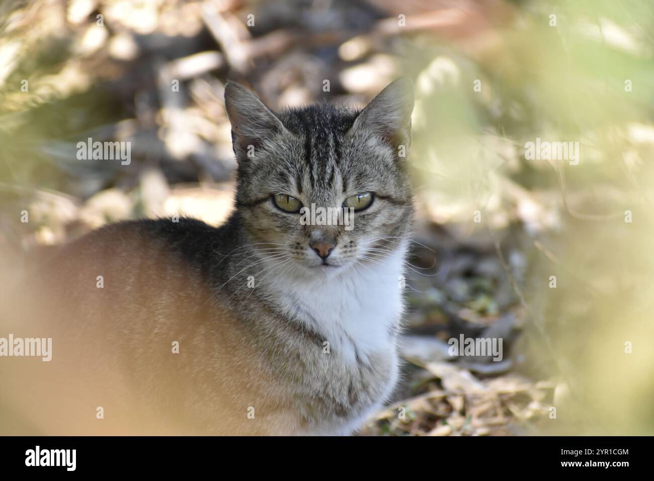 Sleepy furry cat behind hi-res stock photography and images - Alamy