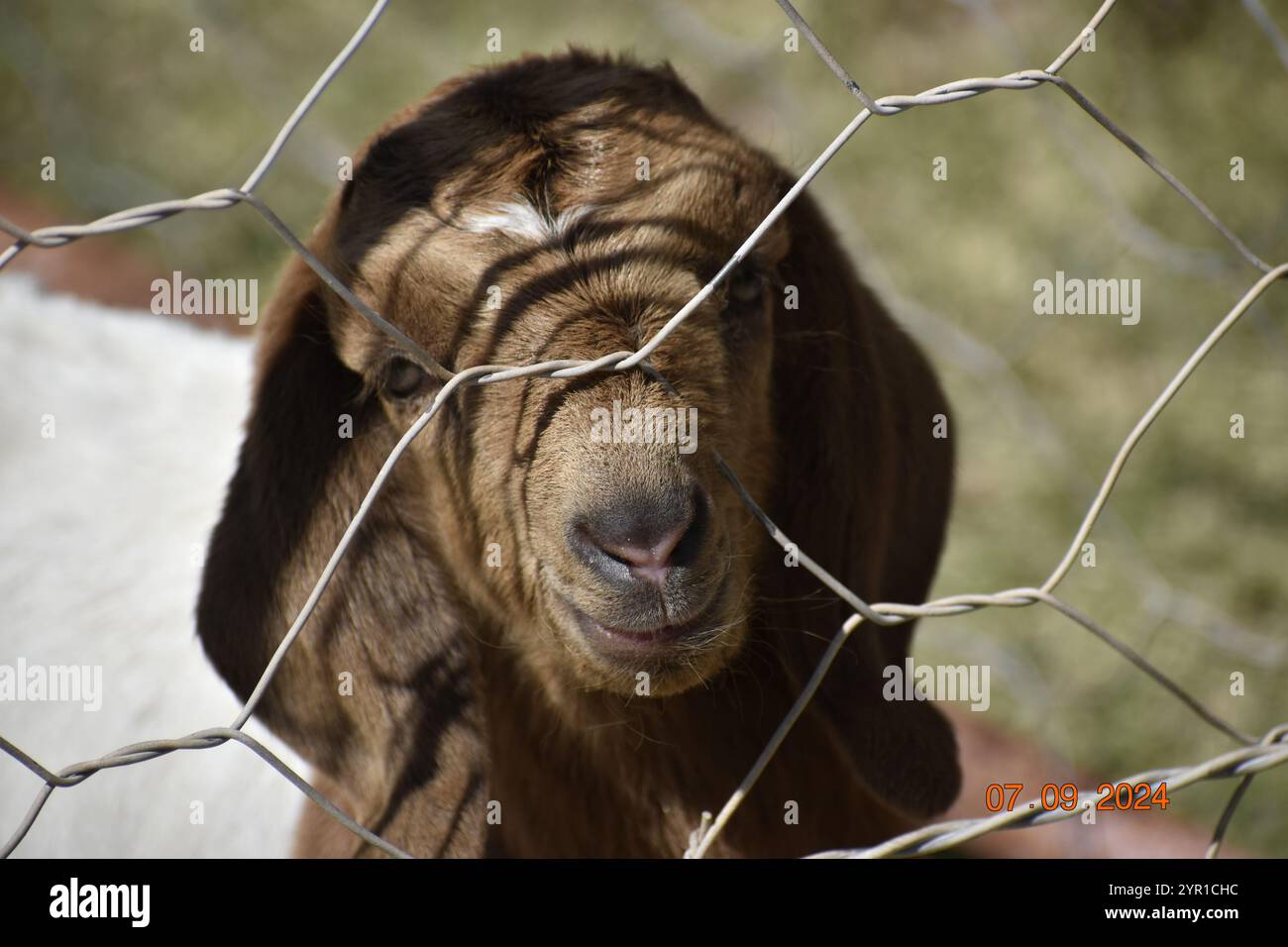 Baby goats jump hi-res stock photography and images - Alamy