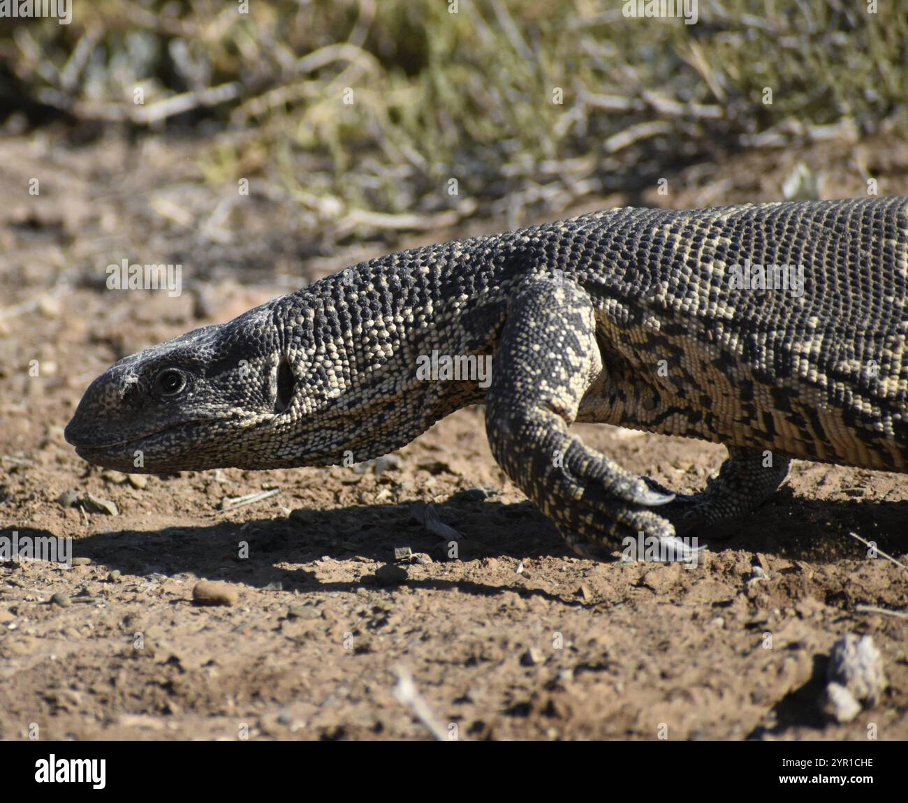 Lizards monitor lizards hi-res stock photography and images - Alamy