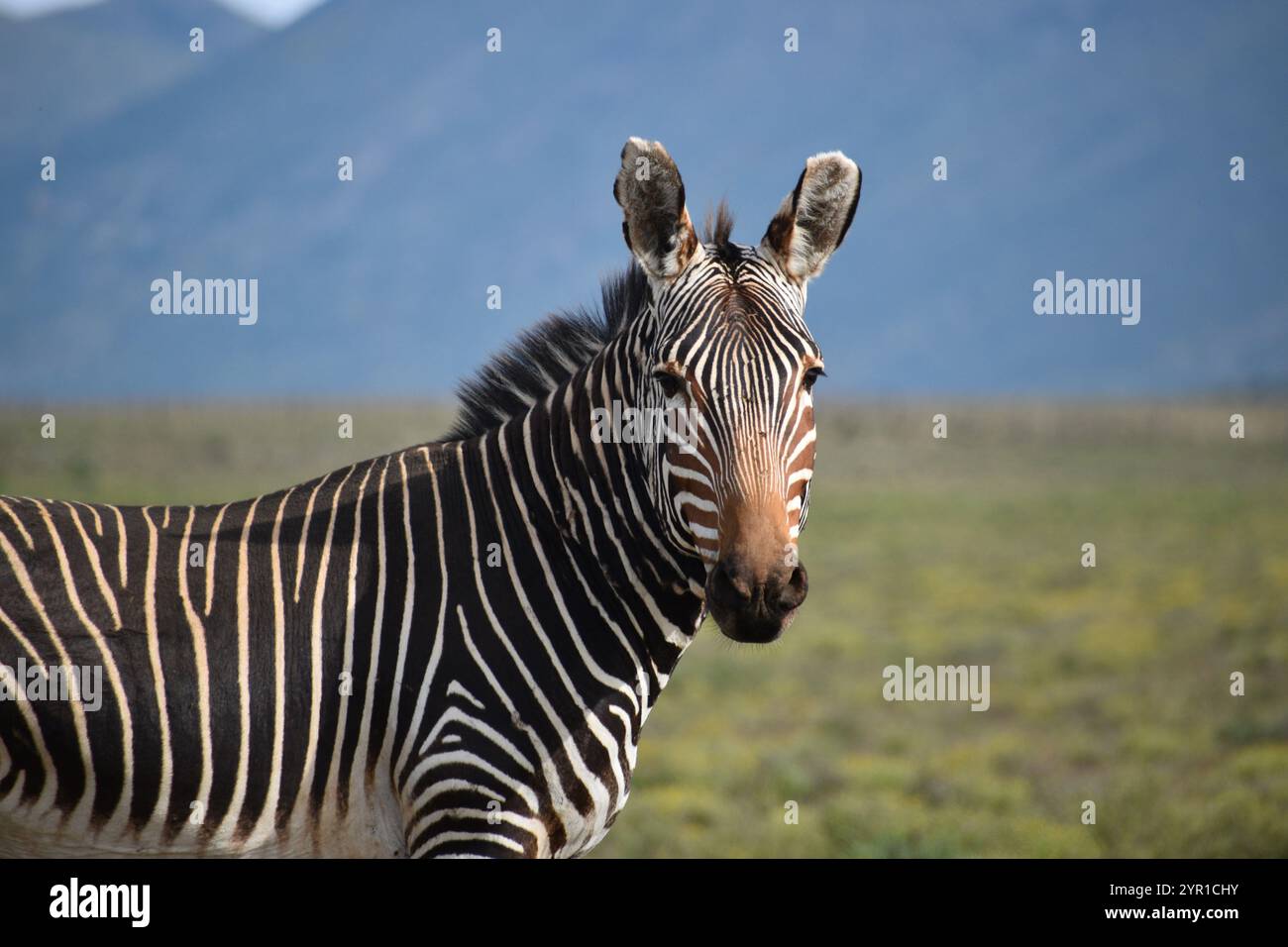 Barrel shaped chests hi-res stock photography and images - Alamy