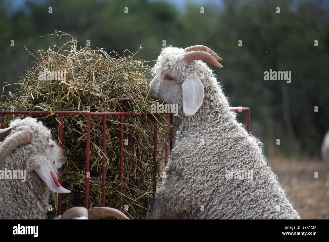 Semi lop hi-res stock photography and images - Alamy