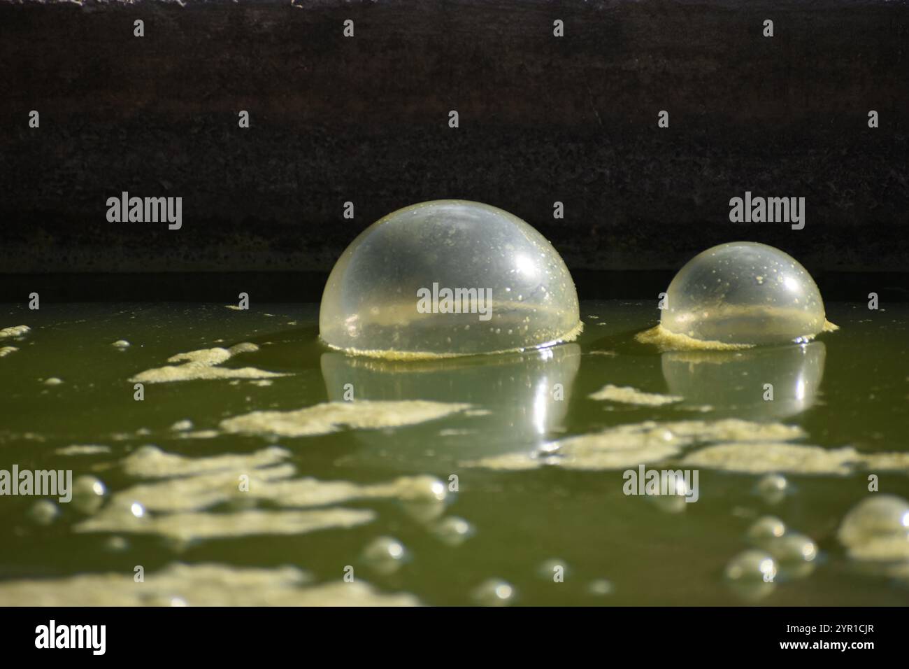 Bubbles on the surface of a green, slimy pond Stock Photo - Alamy