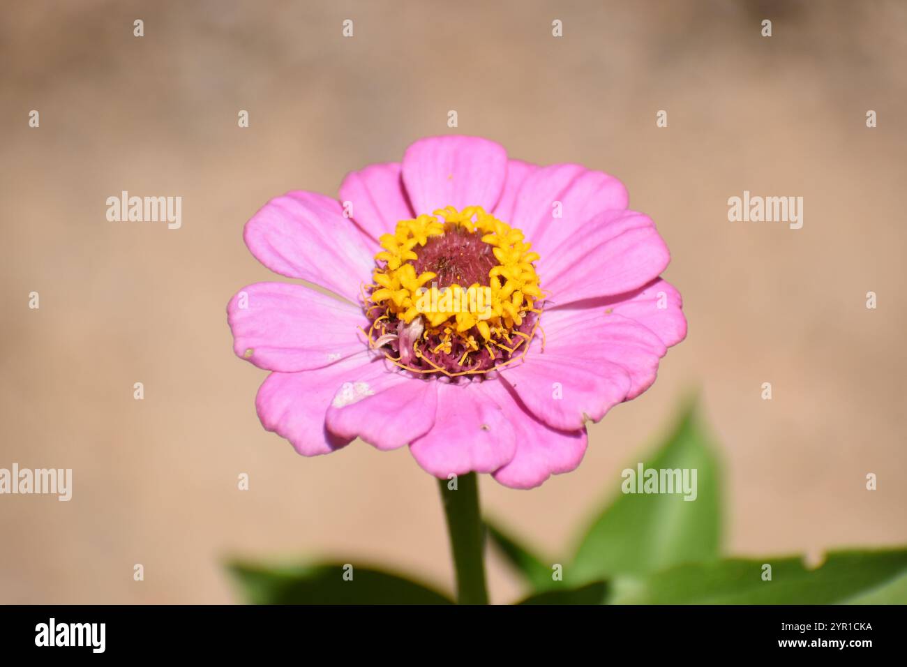 Stiffy hairy stems hi-res stock photography and images - Alamy
