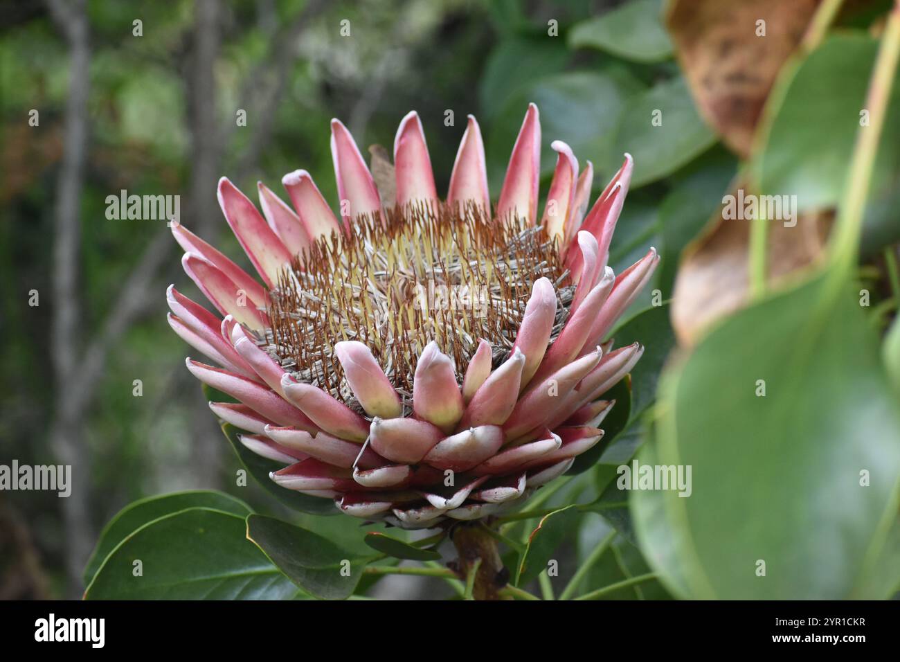 King protea flower head hi-res stock photography and images - Alamy