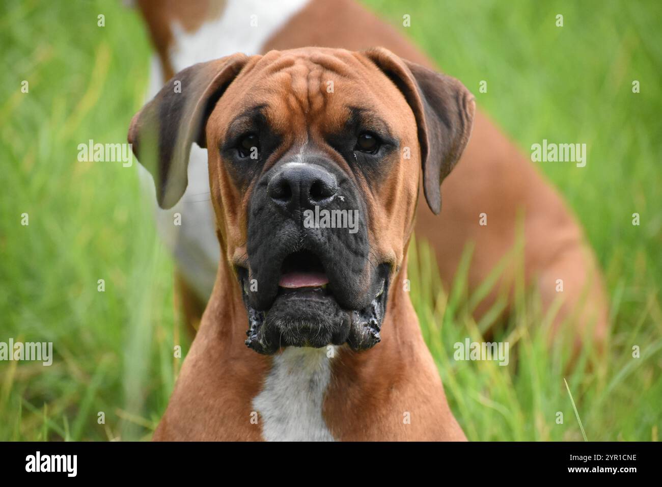 Boxer ears hi-res stock photography and images - Alamy