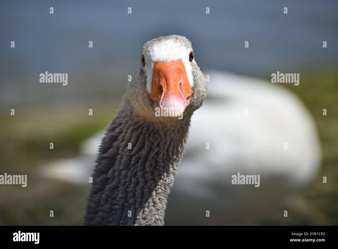 Flock white geese domestic animals hi-res stock photography and images ...