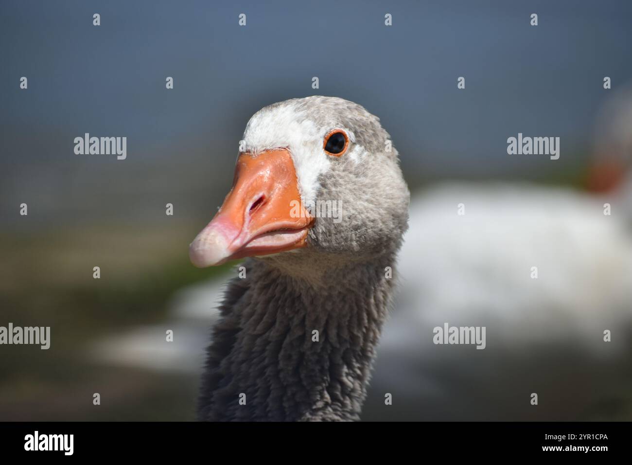 Flock white geese domestic animals hi-res stock photography and images ...