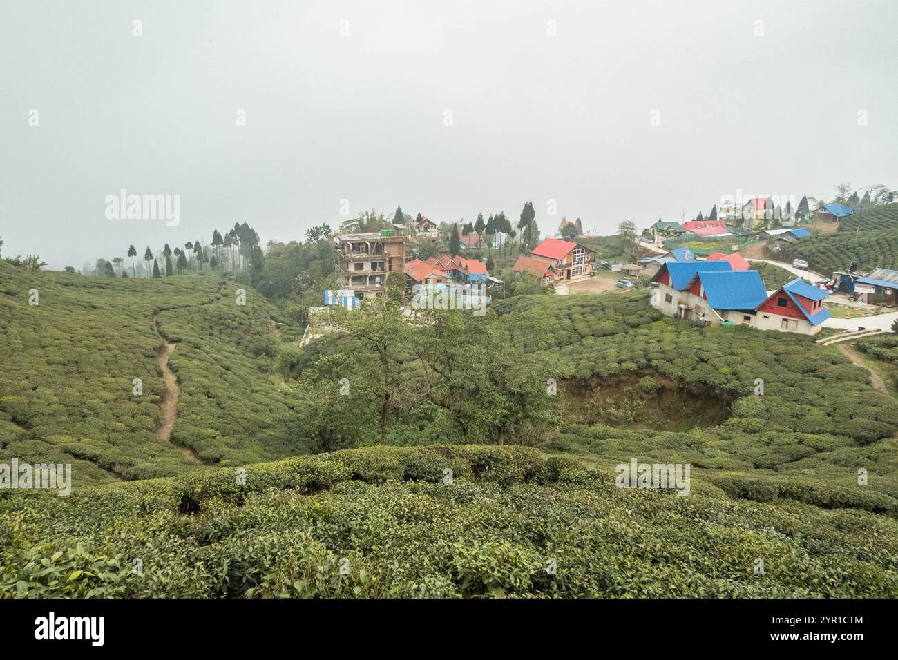 Tea in ilam nepal hi-res stock photography and images - Alamy