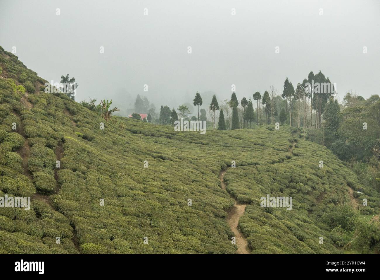 Tea plantation in Ilam, Nepal Stock Photo - Alamy