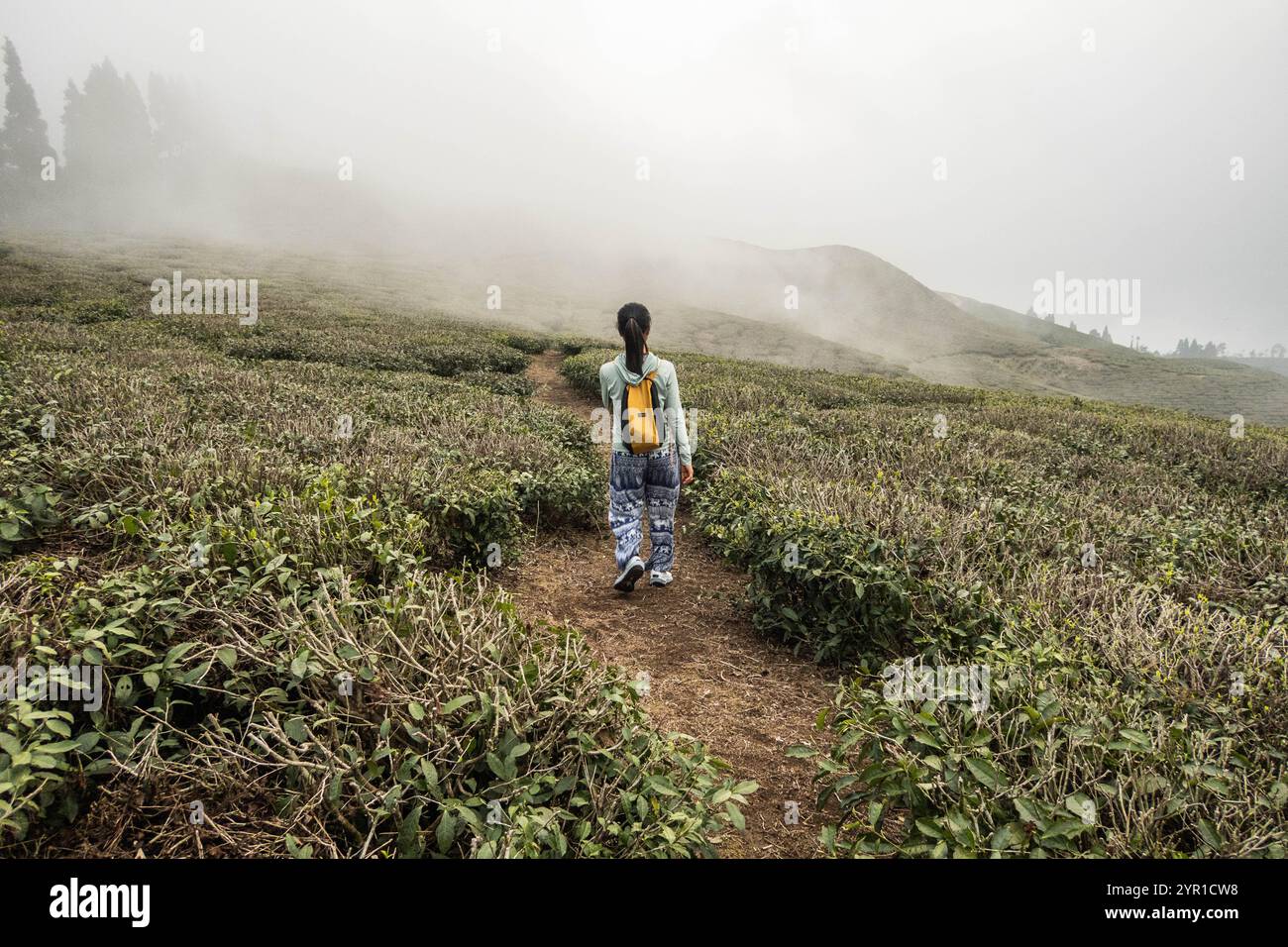 Trekking into the Tea plantation in Ilam, Nepal Stock Photo - Alamy