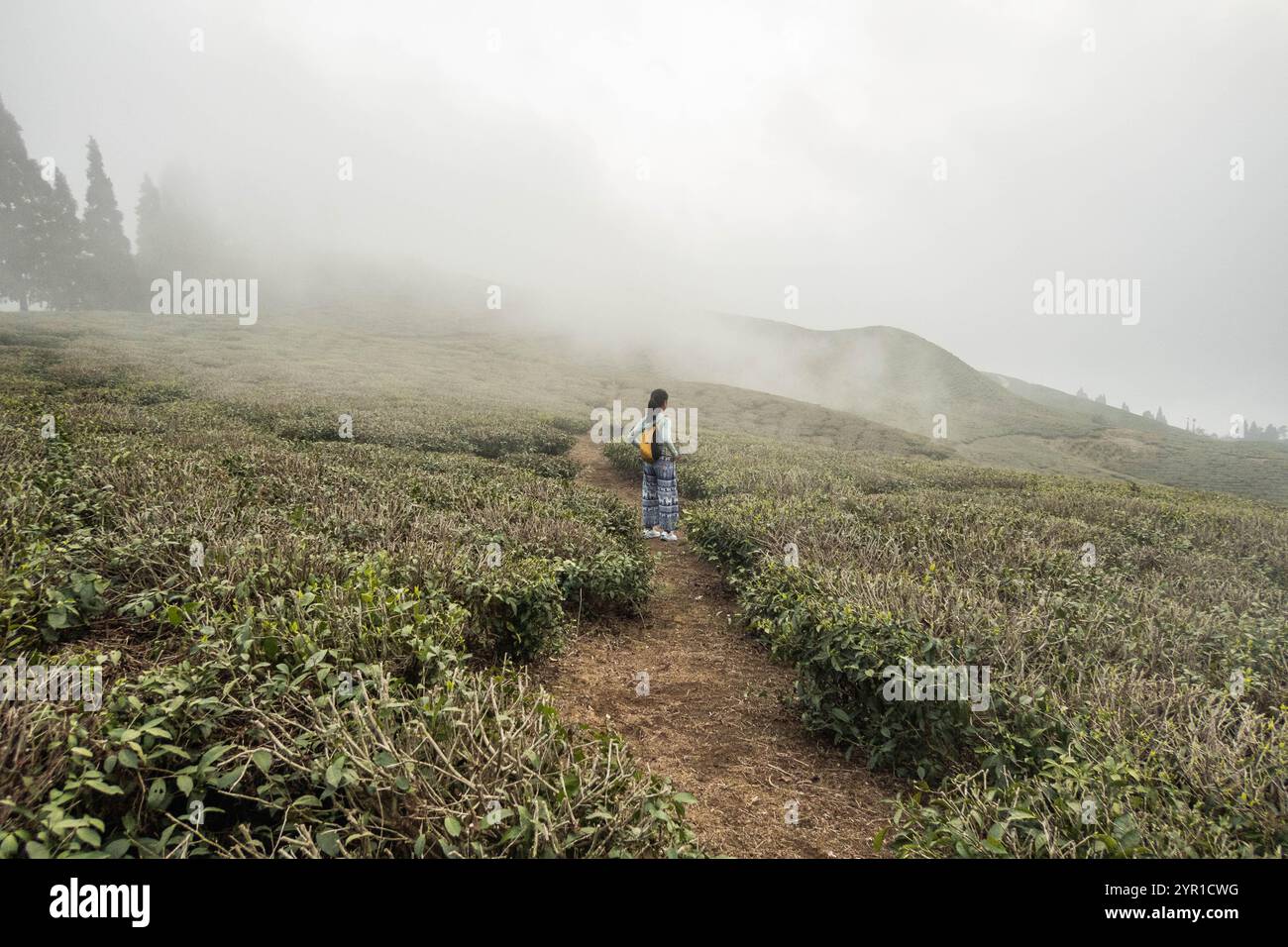 Trekking into the Tea plantation in Ilam, Nepal Stock Photo - Alamy