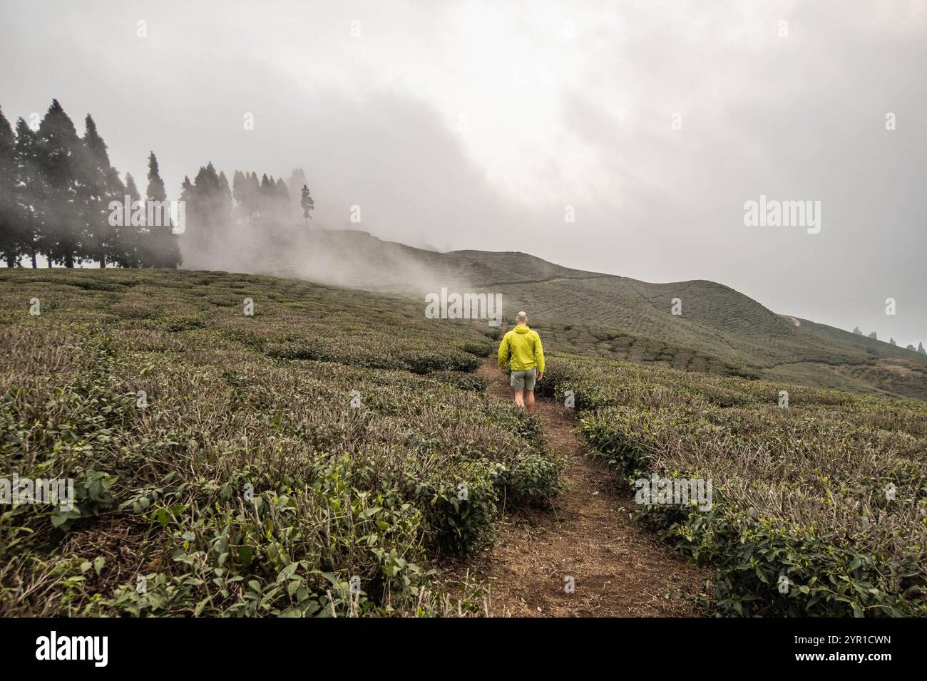 Trekking into the Tea plantation in Ilam, Nepal Stock Photo - Alamy