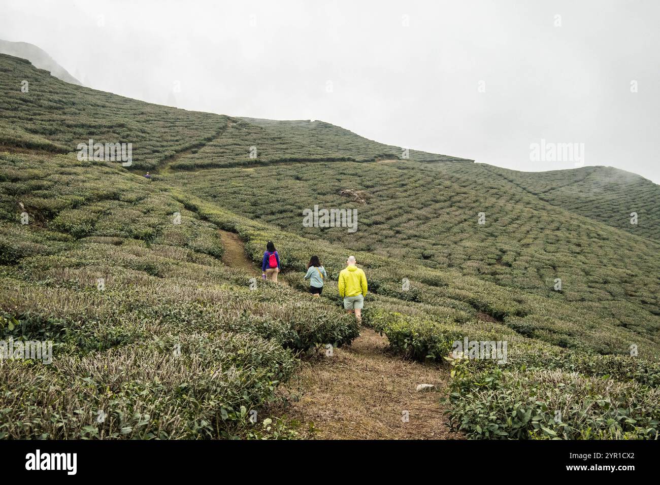 Tea in ilam nepal hi-res stock photography and images - Alamy