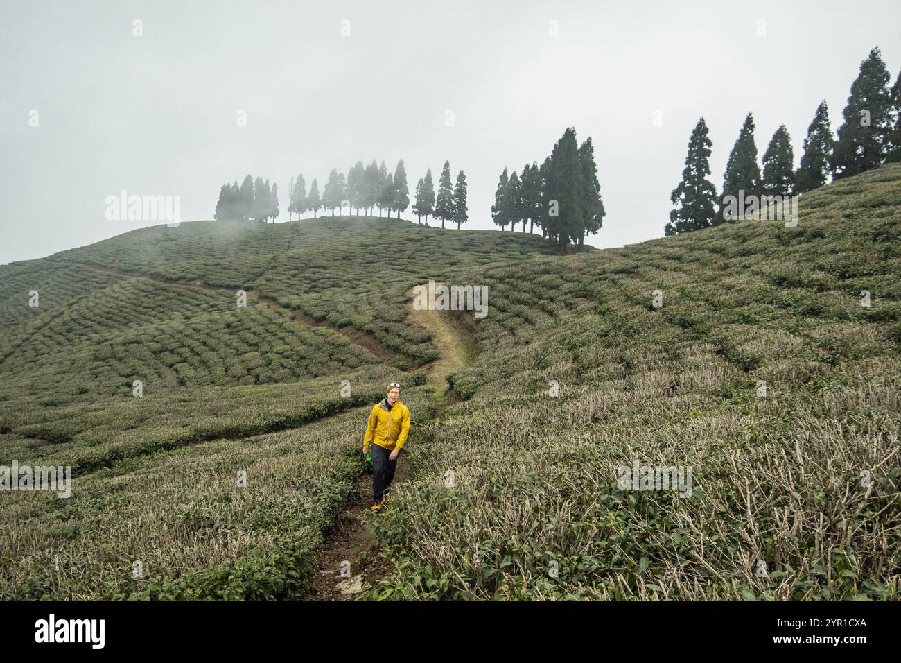Trekking into the Tea plantation in Ilam, Nepal Stock Photo - Alamy
