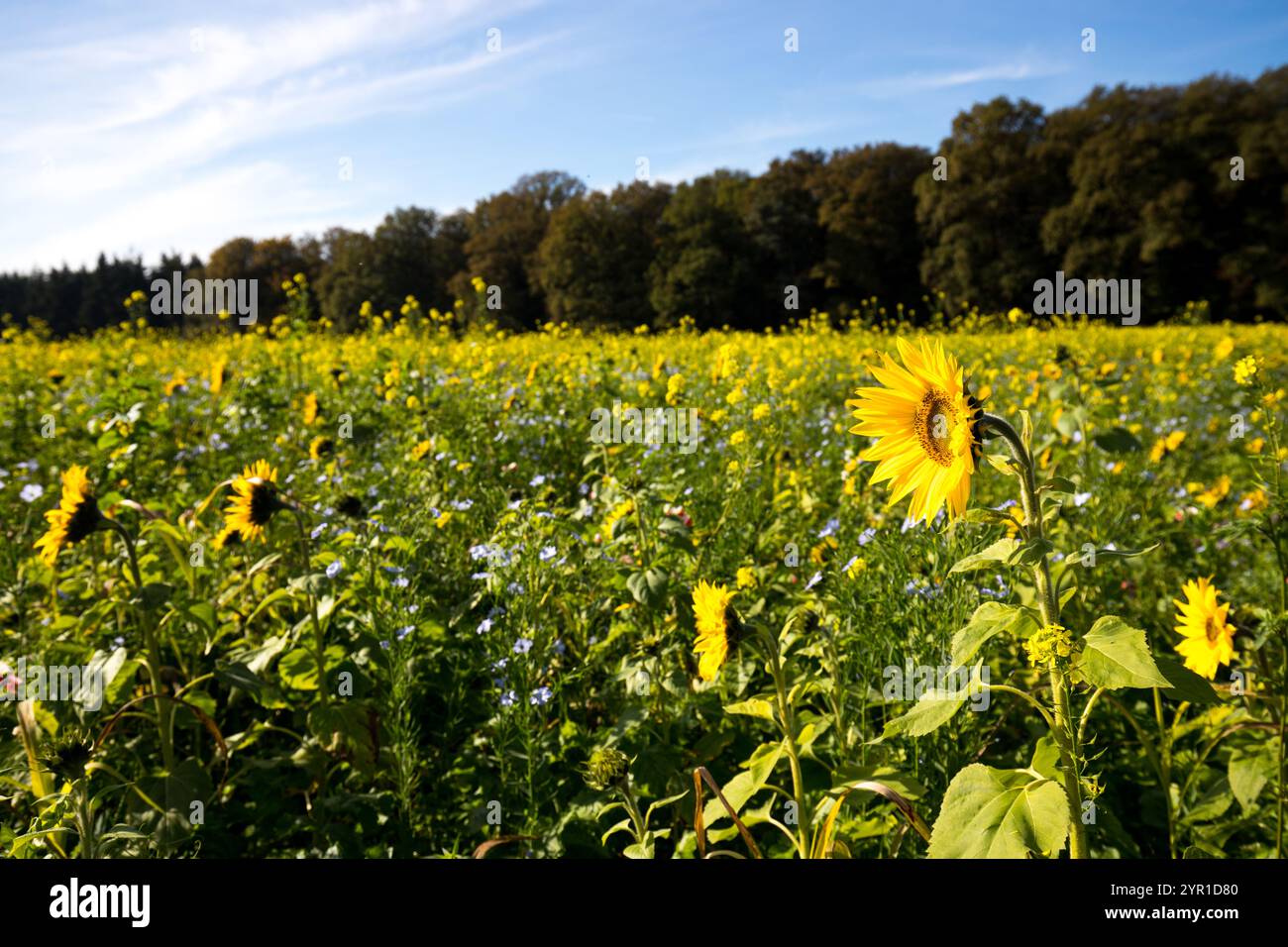 Sunflower plantation in a rural area Stock Photo - Alamy