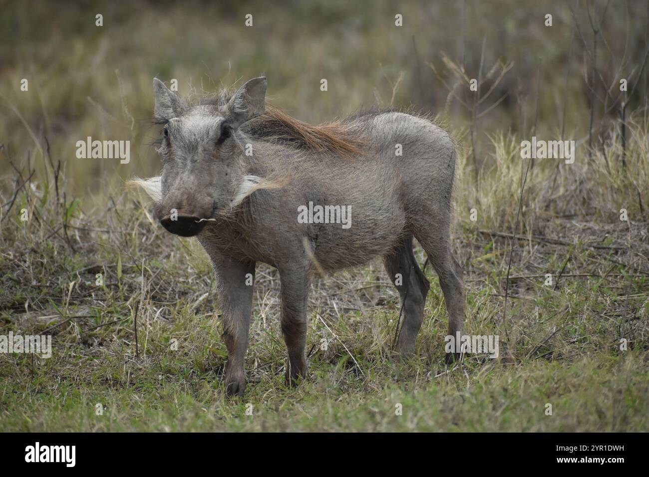 Large bumps on faces hi-res stock photography and images - Alamy