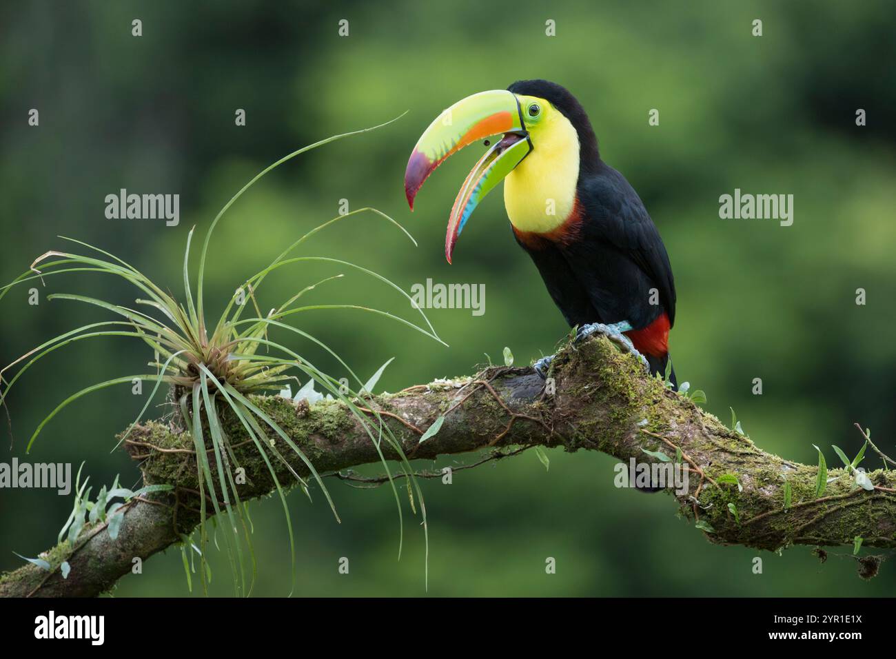 Keel-billed Toucan, Ramphastos sulfuratus, with bill open eating a ...