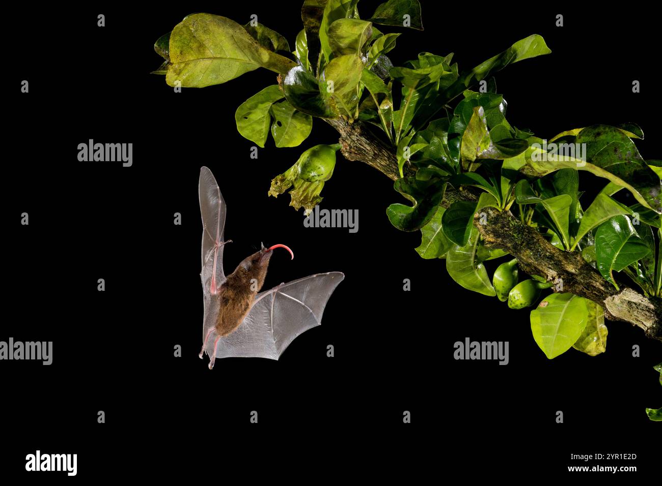 Bat on flower hi-res stock photography and images - Alamy