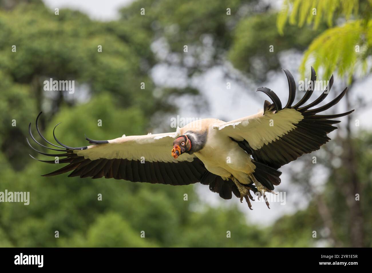 King Vulture, Sarcoramphus papa, in flight, Costa Rica Stock Photo - Alamy