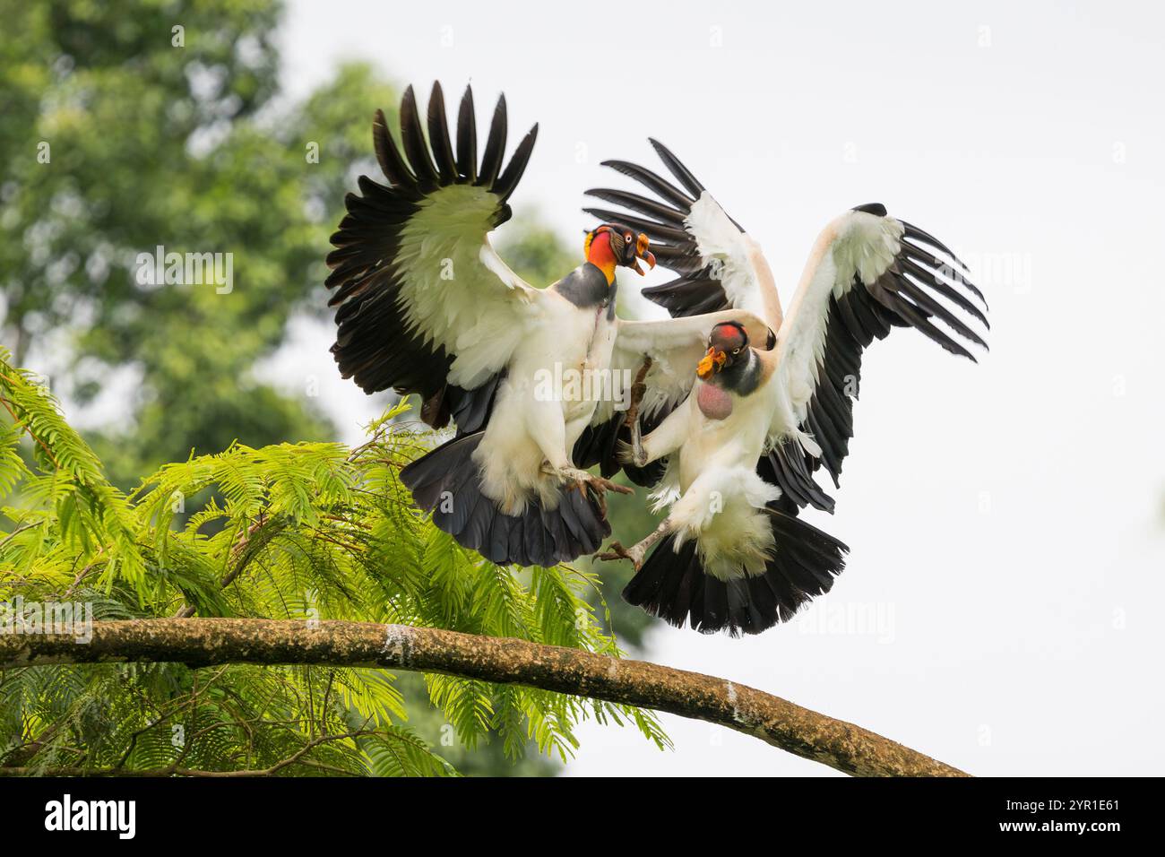 Vultures fighting hi-res stock photography and images - Alamy