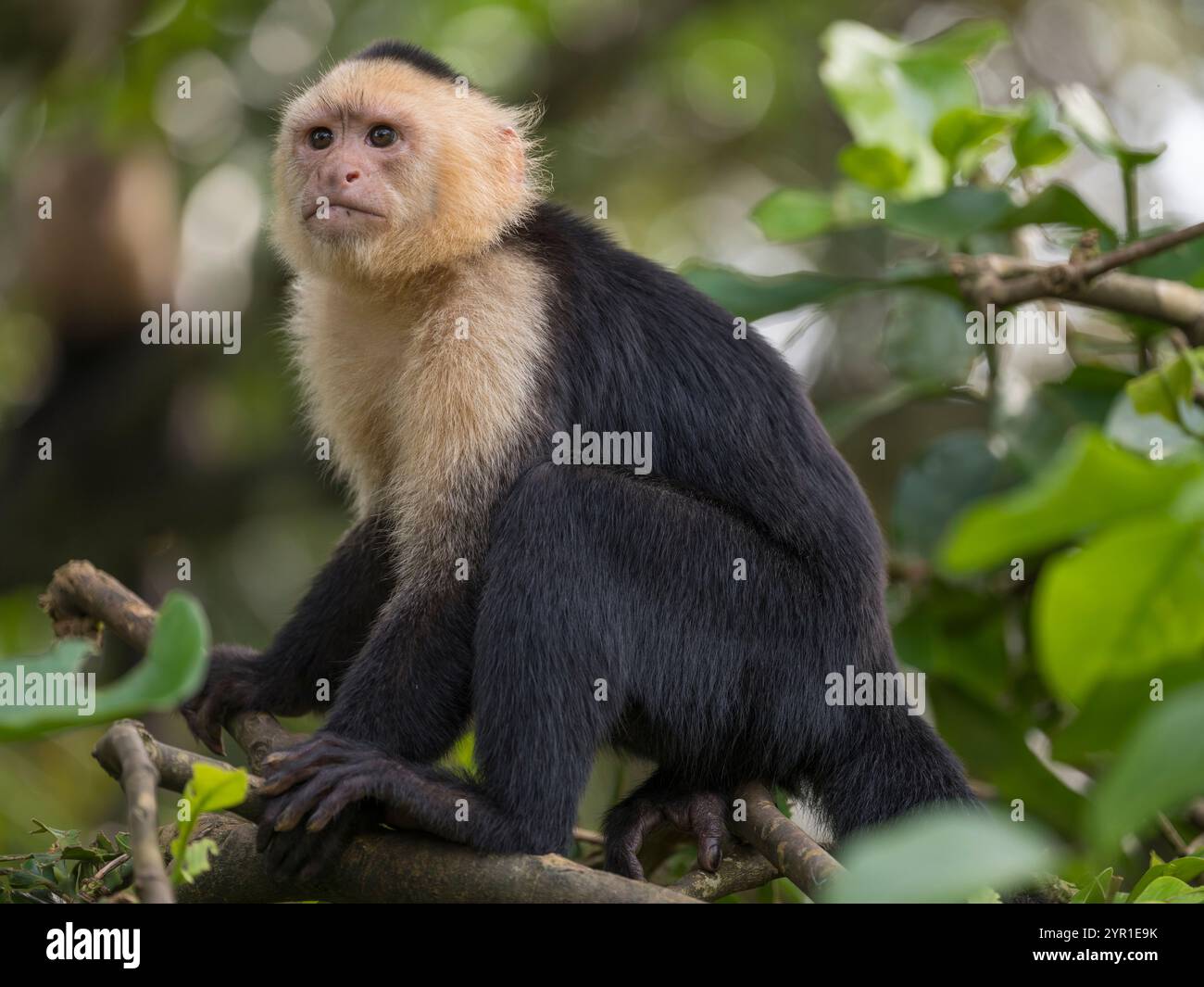 Panamanian white-faced capuchin, Cebus imitator, also known as ...