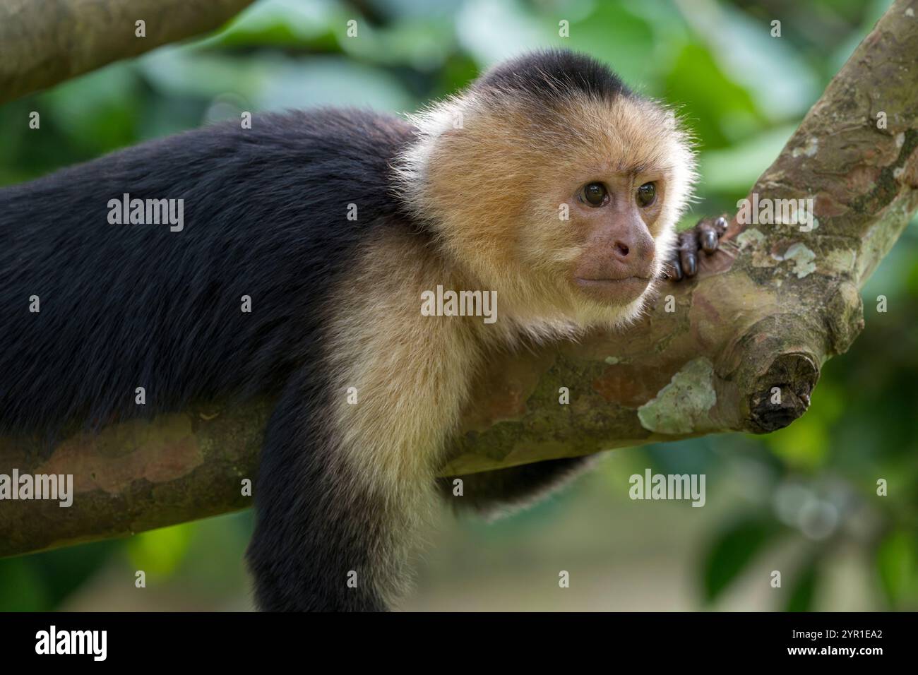 Panamanian white-faced capuchin, Cebus imitator, also known as ...