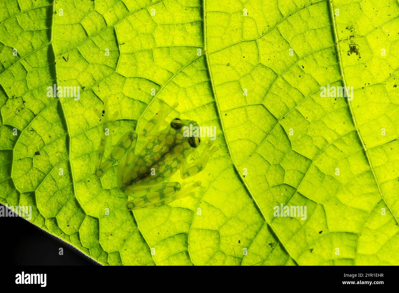 Reticulated Glass Frog, Hyalinobatrachium valerioi, on a leaf, backlit ...