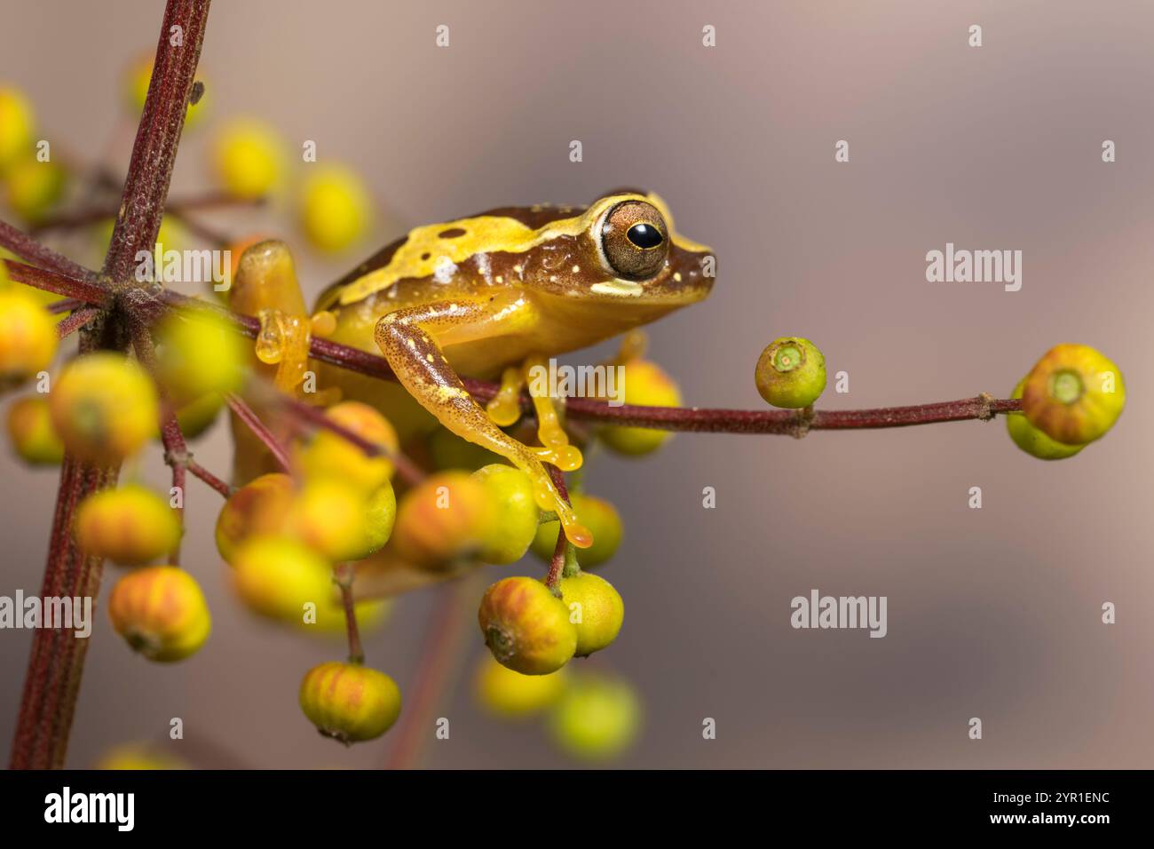 Hourglass Tree Frog, Dendropsophus ebraccatus, Costa Rica Stock Photo ...