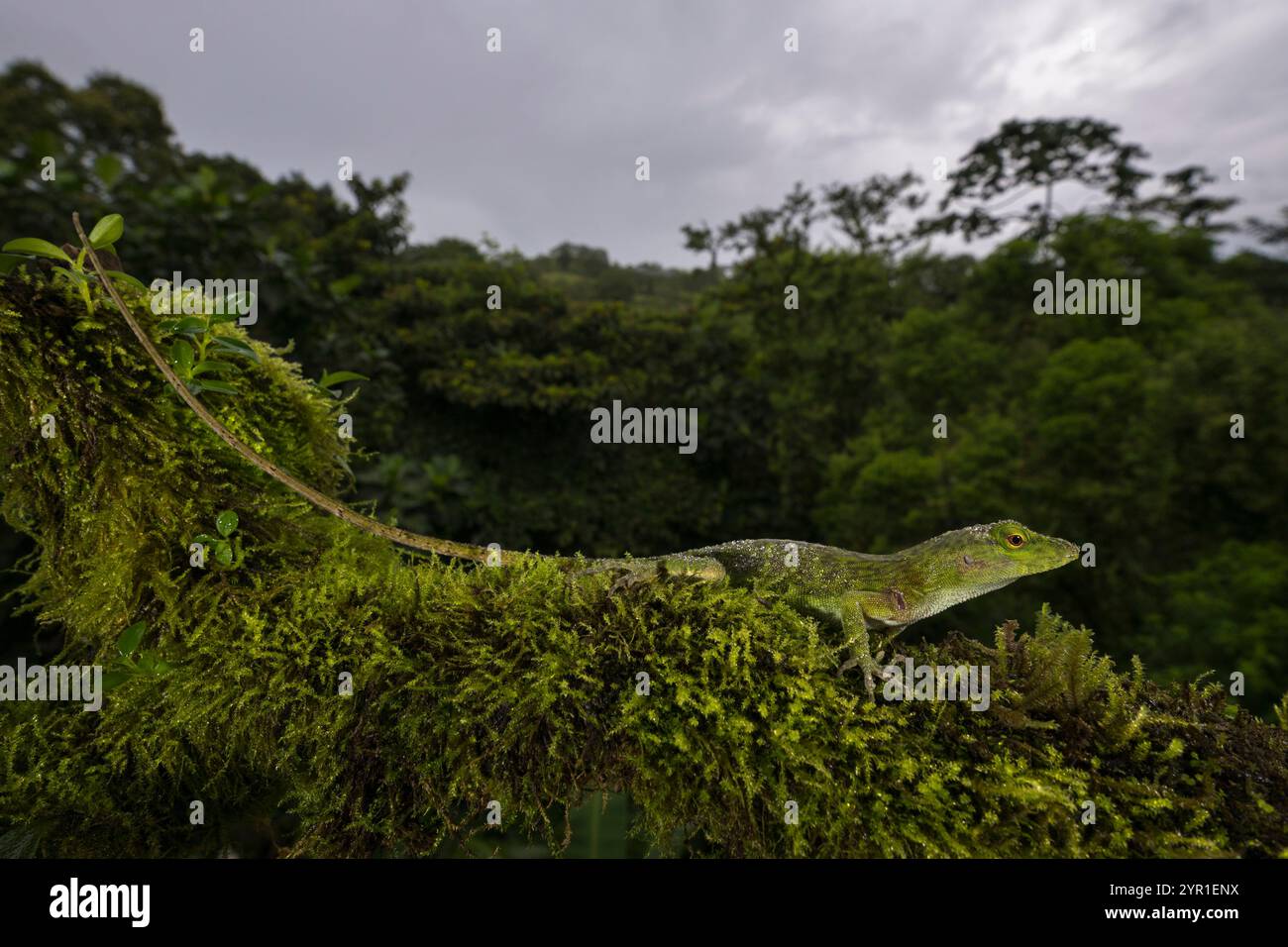 Neotropical Green Anole, Anolis biporcatus, also known as Giant Green ...