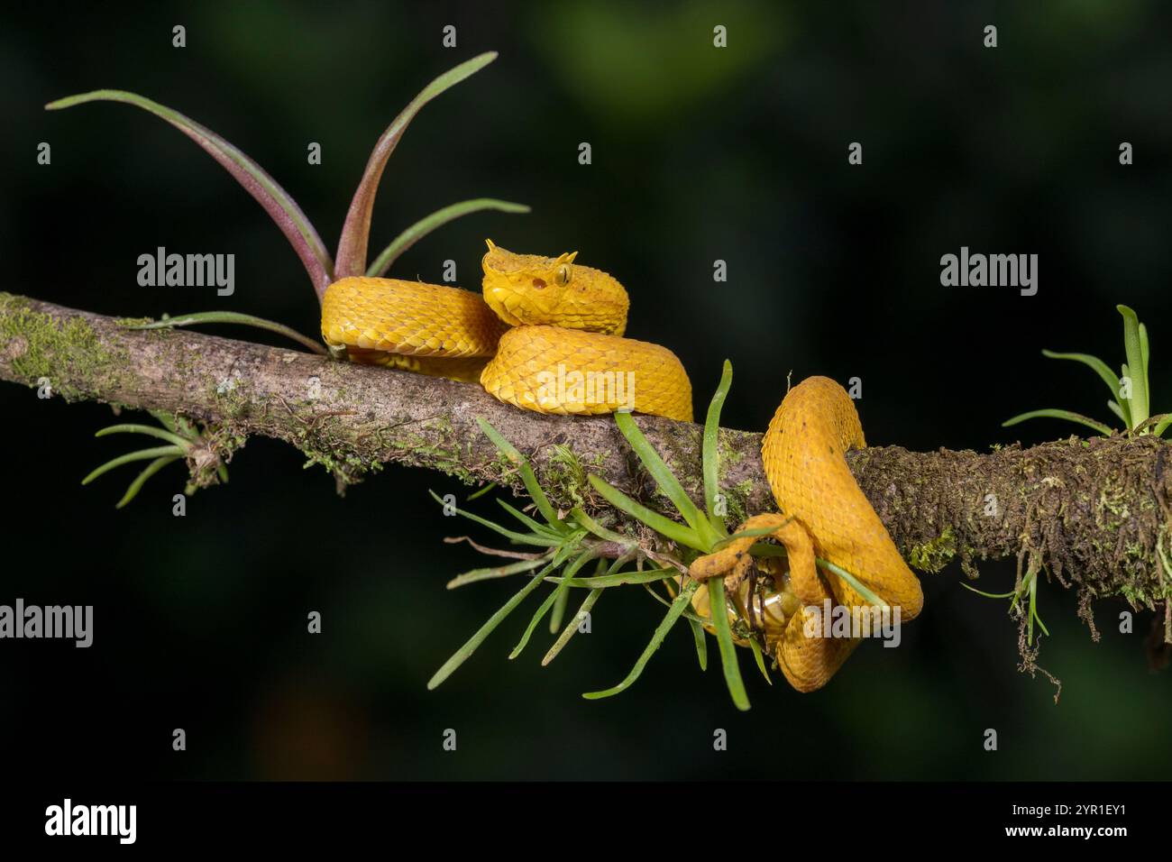 Central American Eyelash-pitviper, Bothriechis nigroadspersus, Costa ...