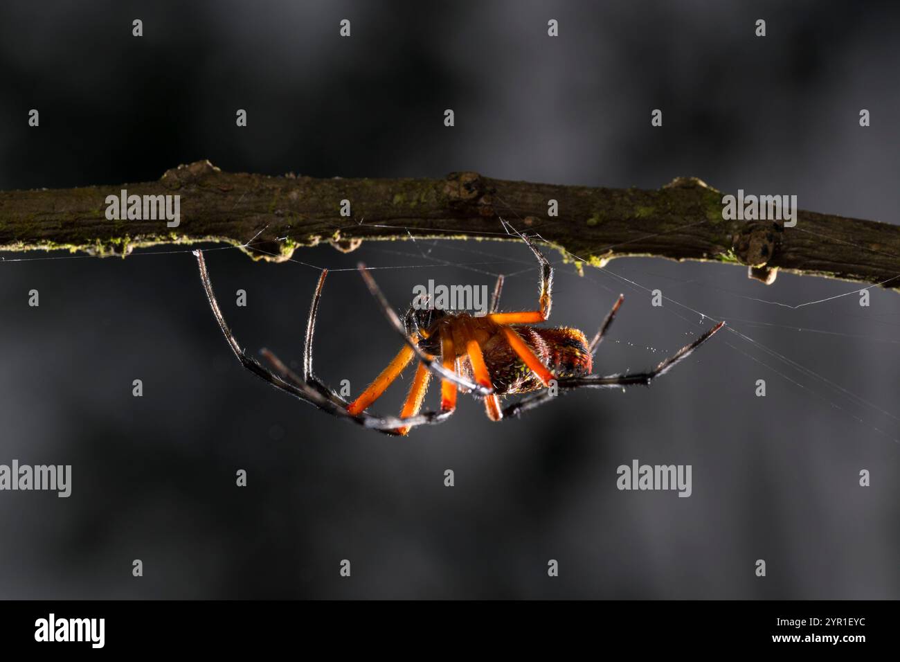 Pretty Orbweaver spider, Eriophora nephiloides, Costa Rica Stock Photo ...