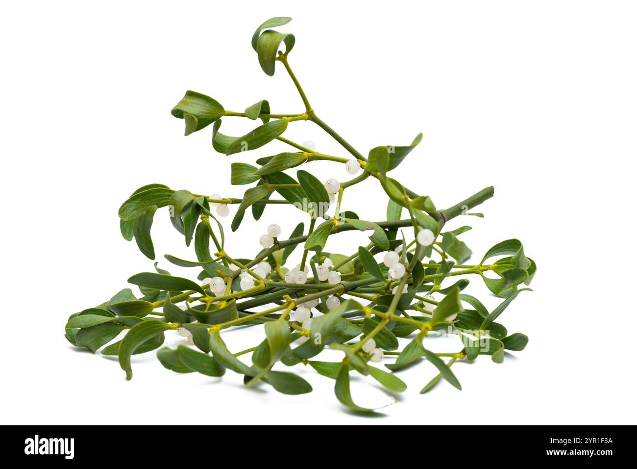 mistletoe branch isolated on white background Stock Photo - Alamy