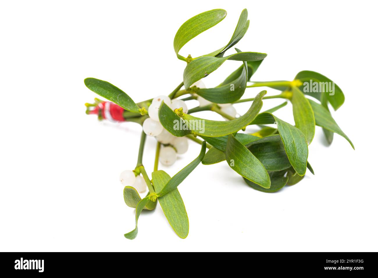 mistletoe branch isolated on white background Stock Photo - Alamy