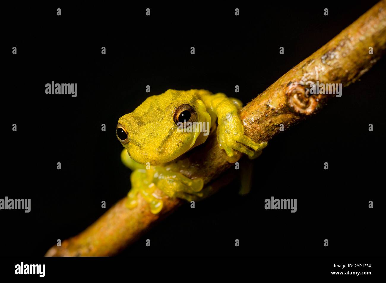 Olive-snouted Tree Frog, Scinax elaechroa, Costa Rica Stock Photo - Alamy