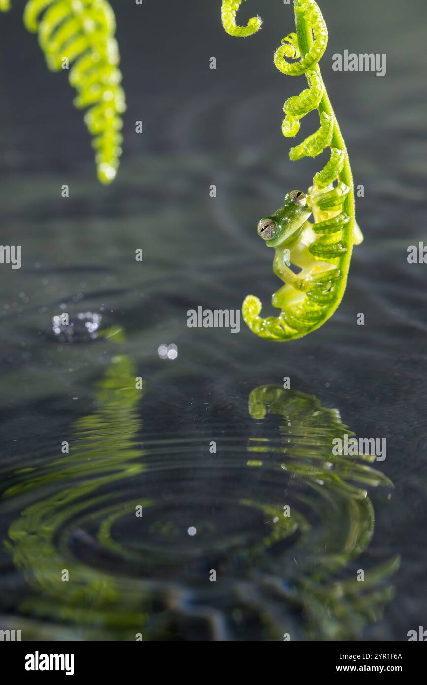 Emerald Glass Frog, Espadarana prosoblepon, on a fern frond above water ...