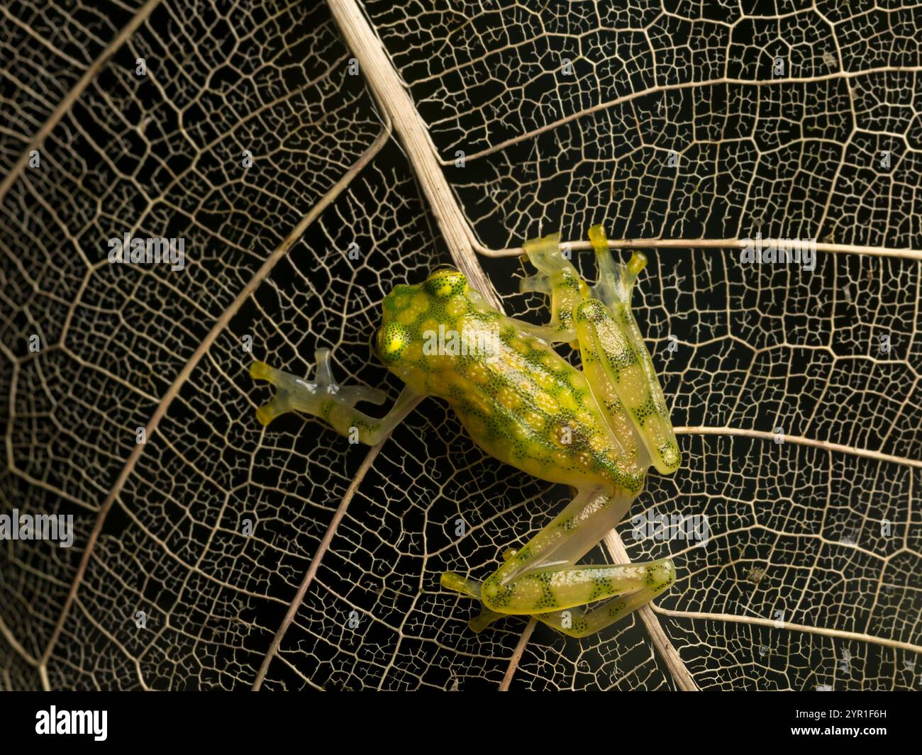 Reticulated Glass Frog, Hyalinobatrachium valerioi, on the skeleton of ...