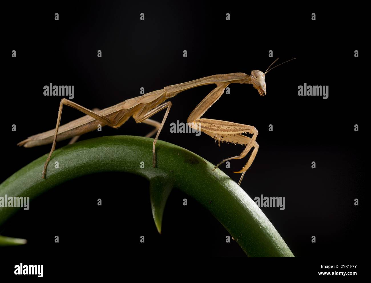 Mantis mantodea hi-res stock photography and images - Alamy