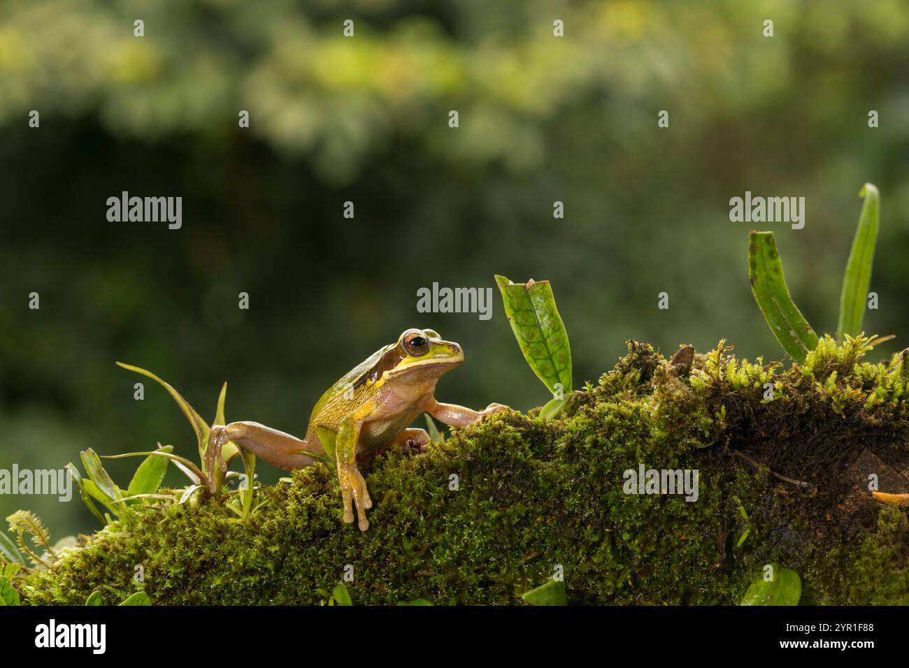 Masked Tree Frog, Smilisca phaeota, also known as New Granada cross ...