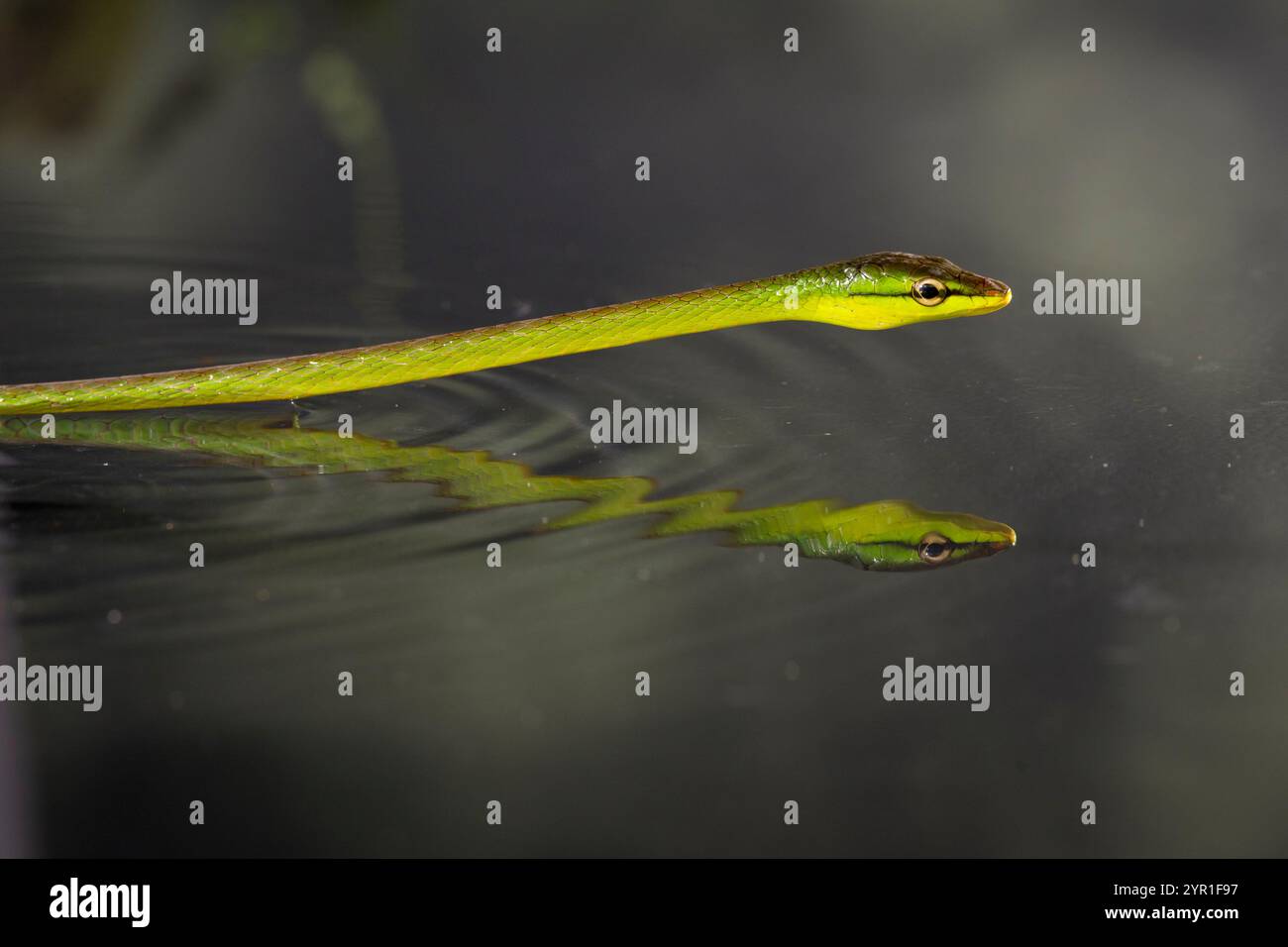 Short-nosed Green Vine Snake, Oxybelis brevirostris, also known as ...