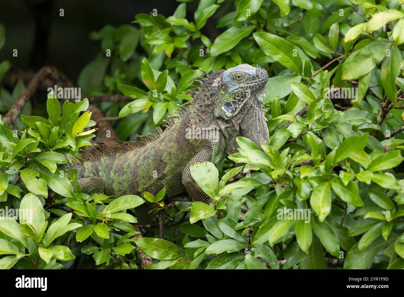 Female Green Iguana, Iguana iguana, also known as American Iguana or ...